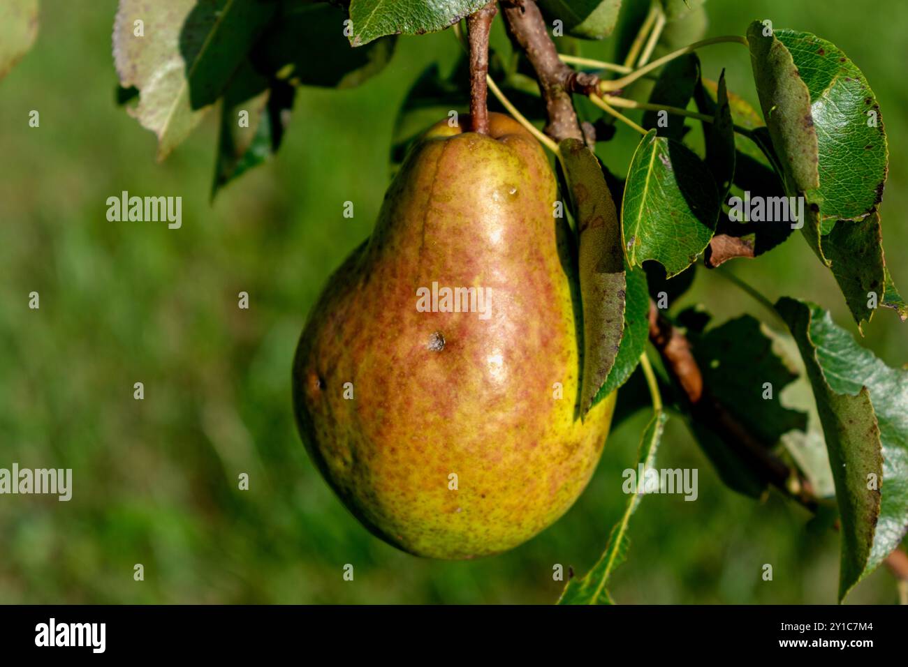 Pear on a young pear tree in a garden, different varieties, william ...