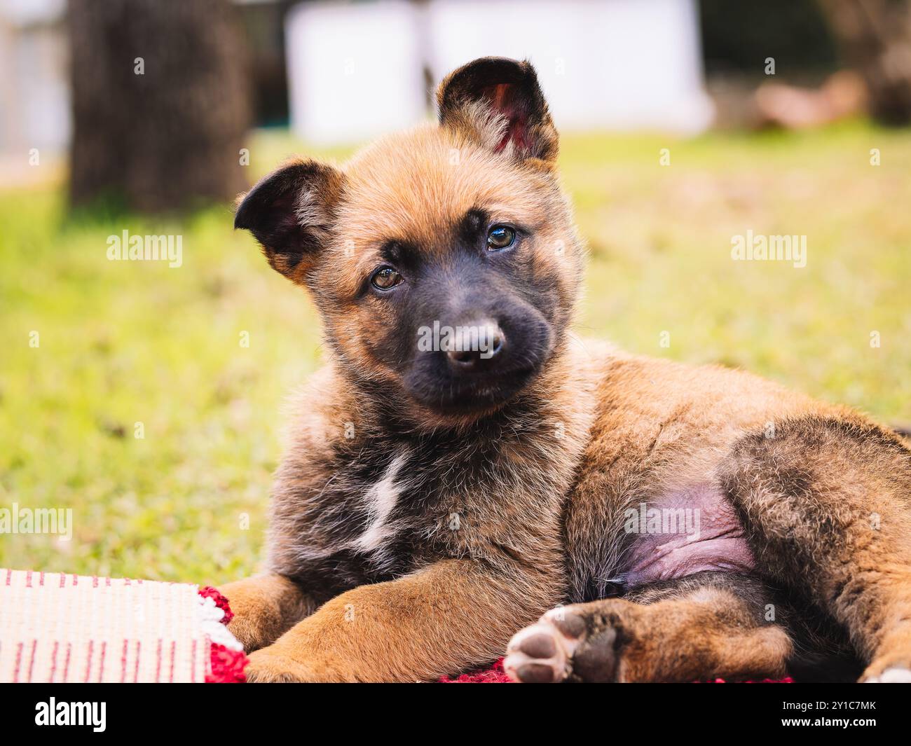 Dog lying on red and white checkered cloth outdoors Stock Photo - Alamy