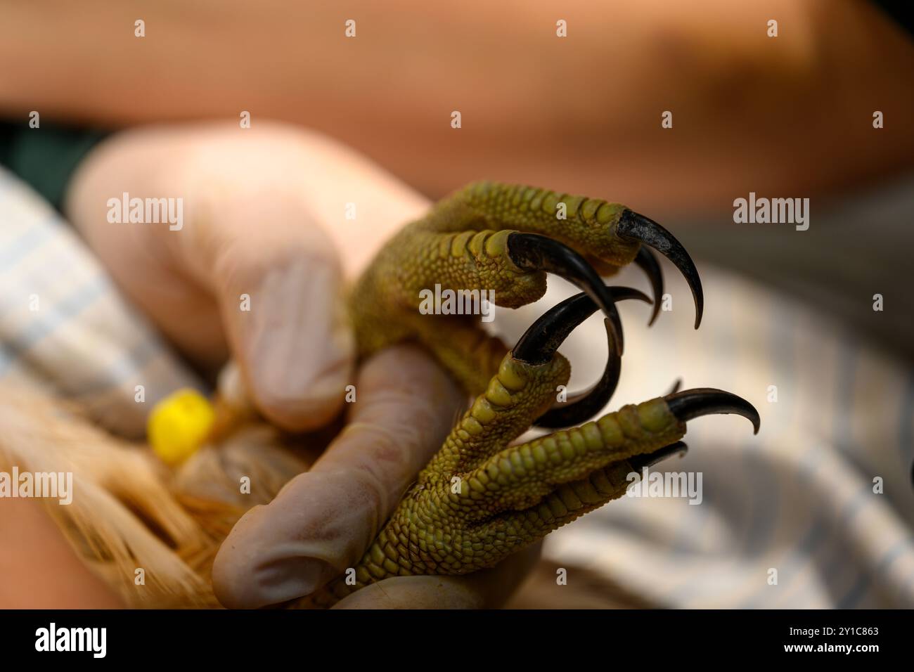 Raptor anatomy hi-res stock photography and images - Alamy