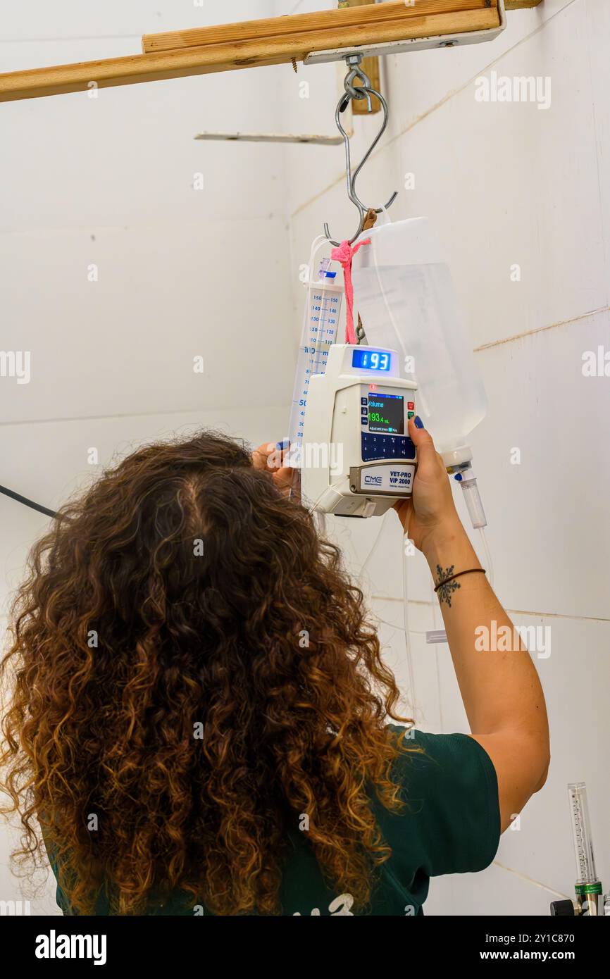 Inbal, a veterinary nursing aid is setting up a drip control to be ...