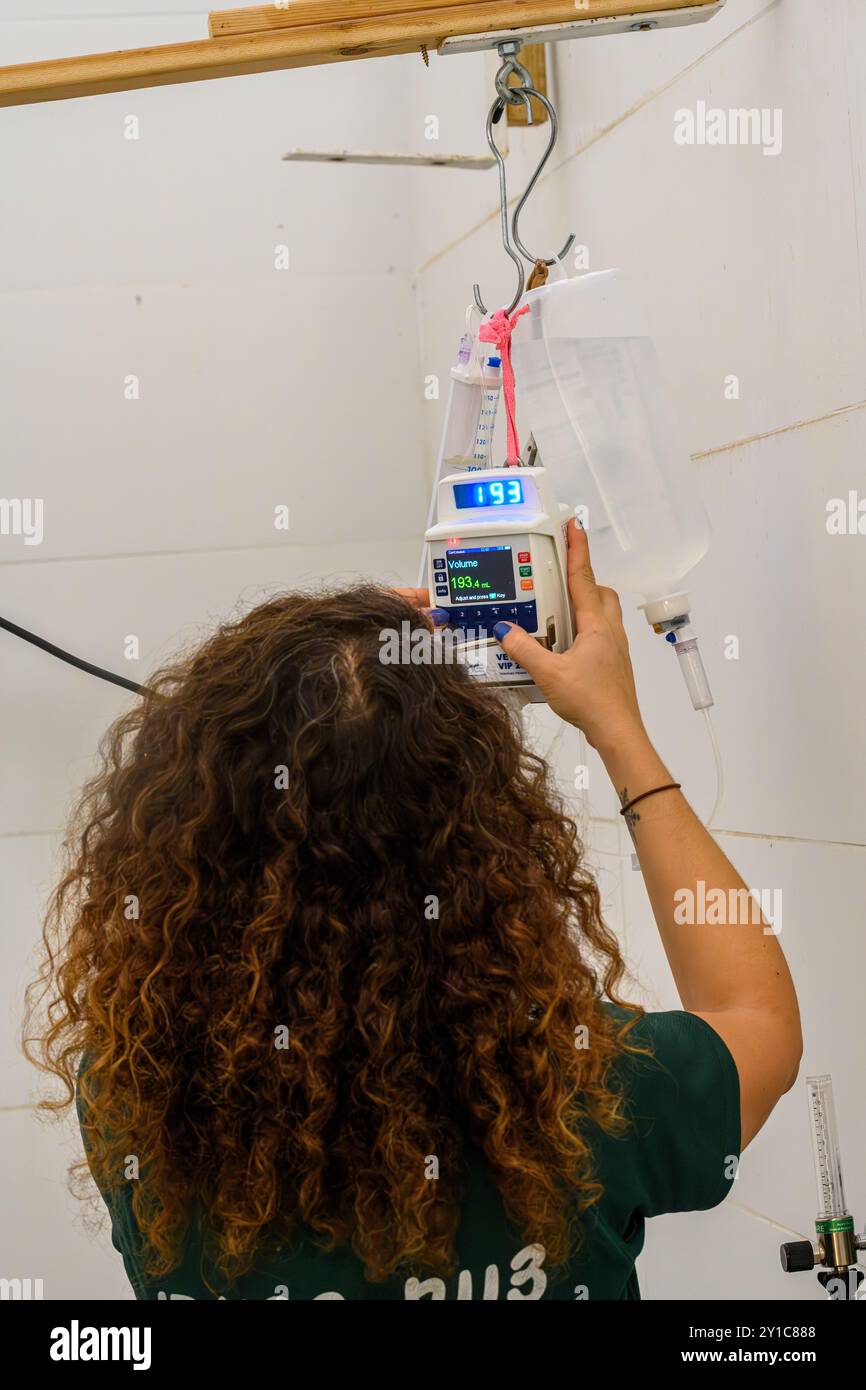 Inbal, a veterinary nursing aid is setting up a drip control to be ...