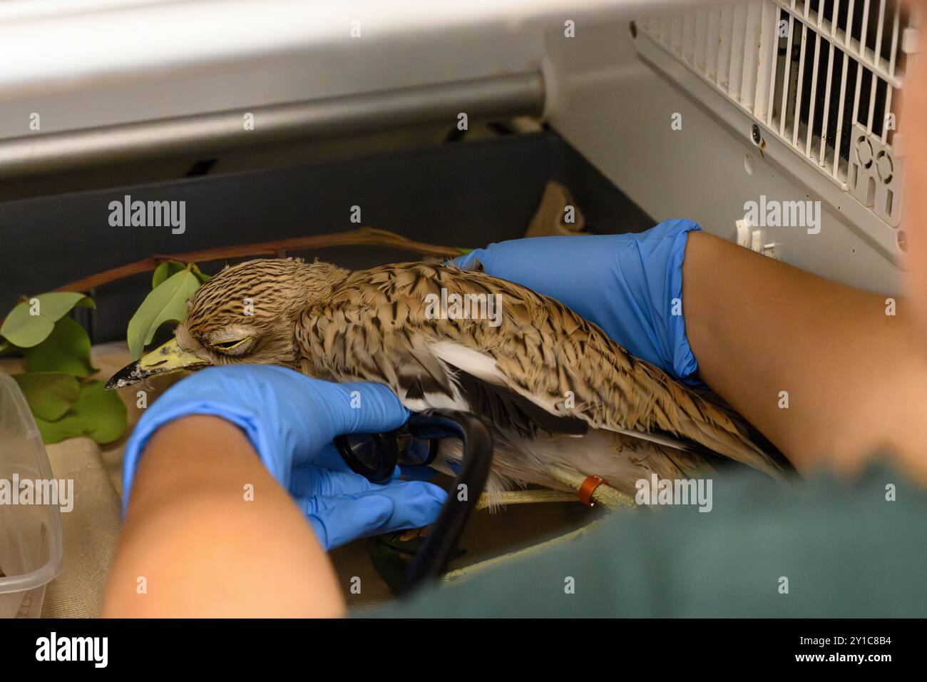 Veterinary surgeon checking the heart rate and temperature of a very ...