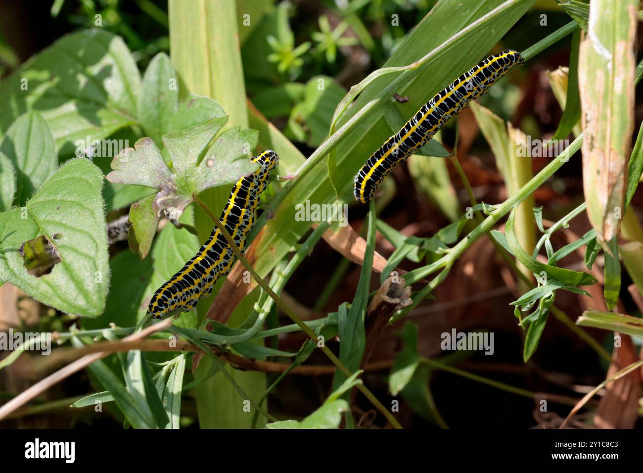 Caterpillars of the Toadflax brocade moth Calophasia lunula, bluish ...