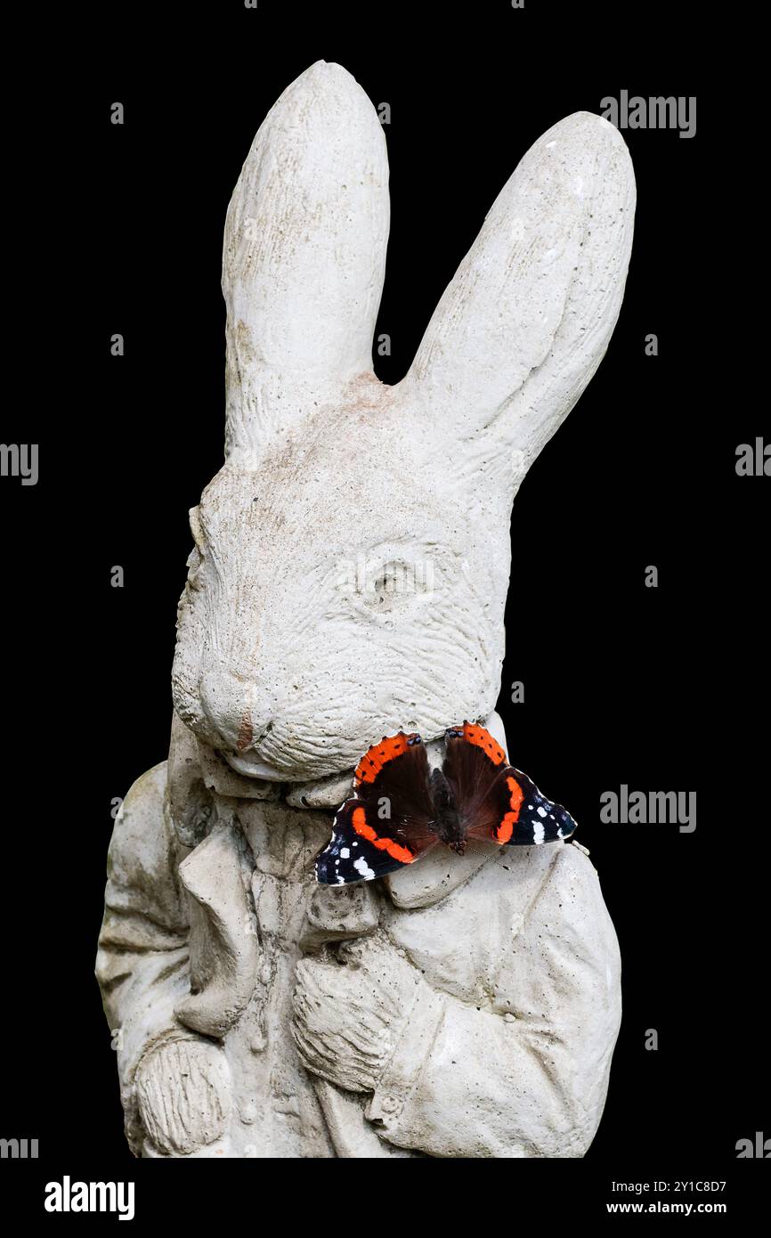Red admiral Vanessa atalanta, butterfly settled on pale grey concrete ...