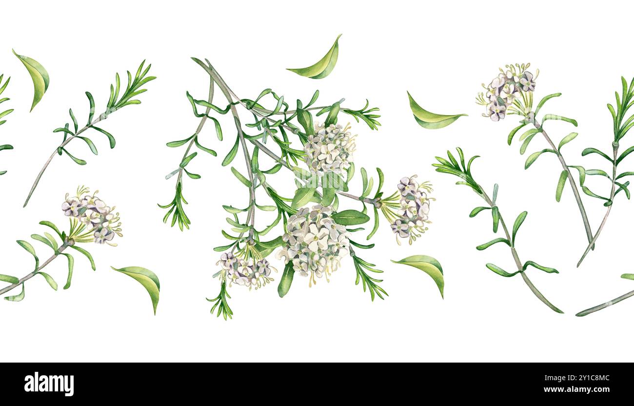 Labrador tea plant hi-res stock photography and images - Alamy