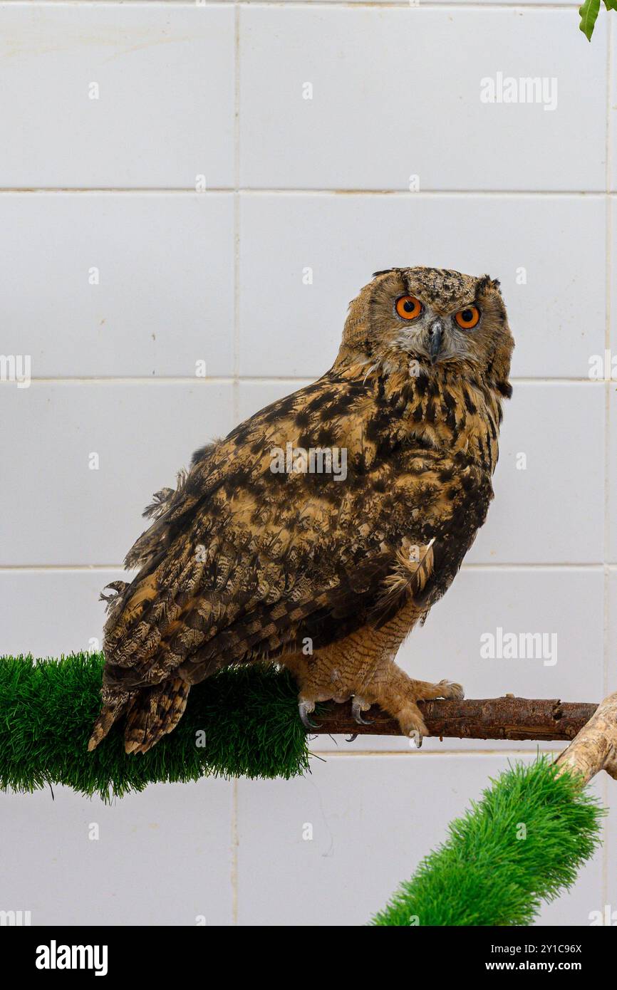 A rehabilitated European eagle owl (Bubo bubo) in a rehabilitation ...
