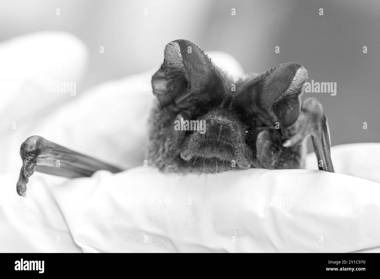 preliminary medical check-up after admission of a European free-tailed ...