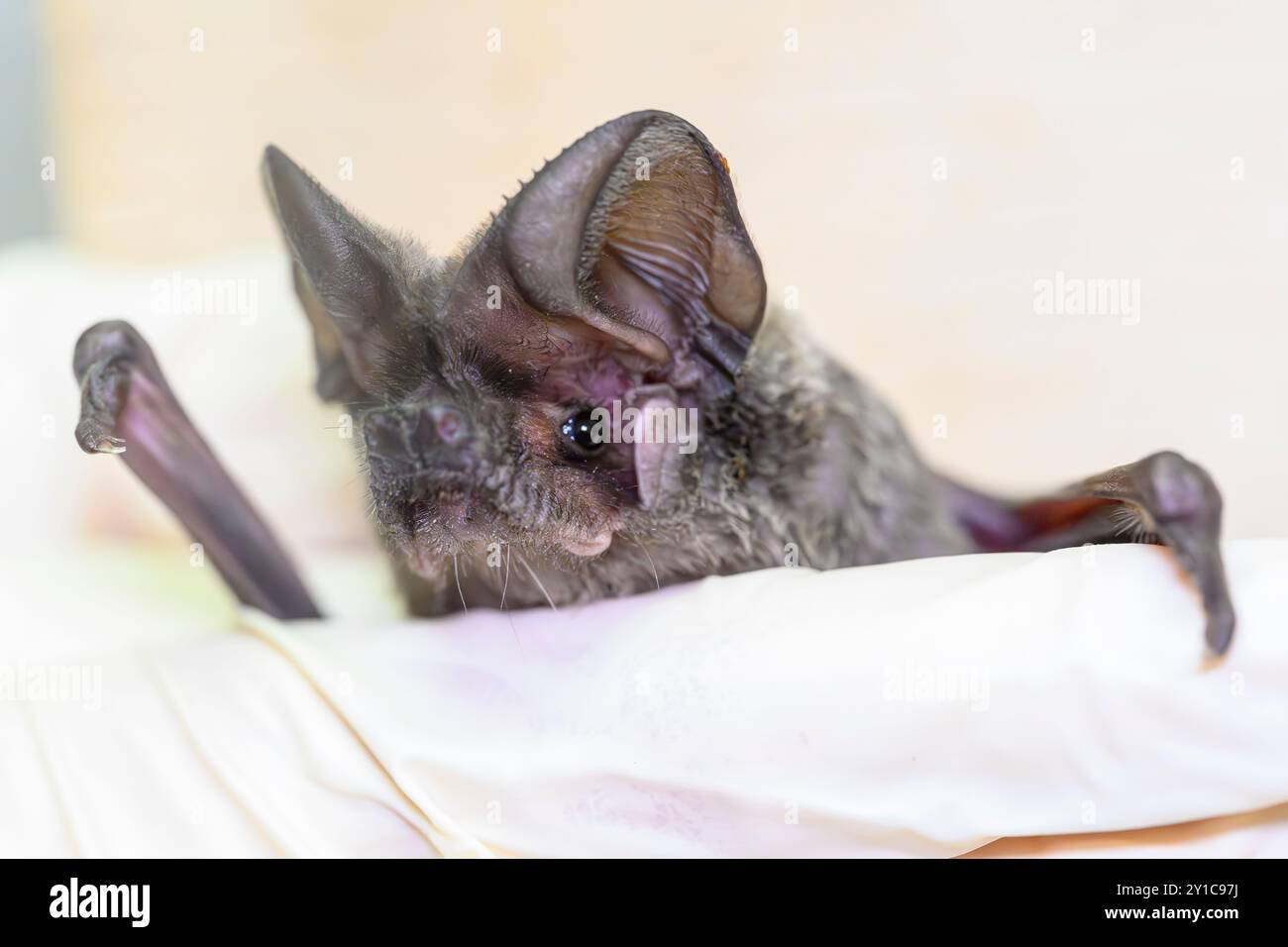 preliminary medical check-up after admission of a European free-tailed ...