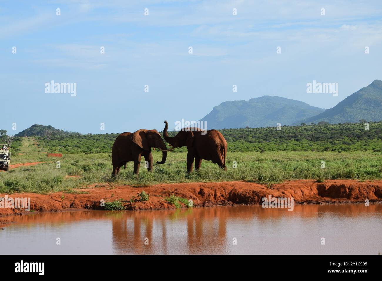 Two elephants in Tsavo East National Park in Kenya. In the photo you ...