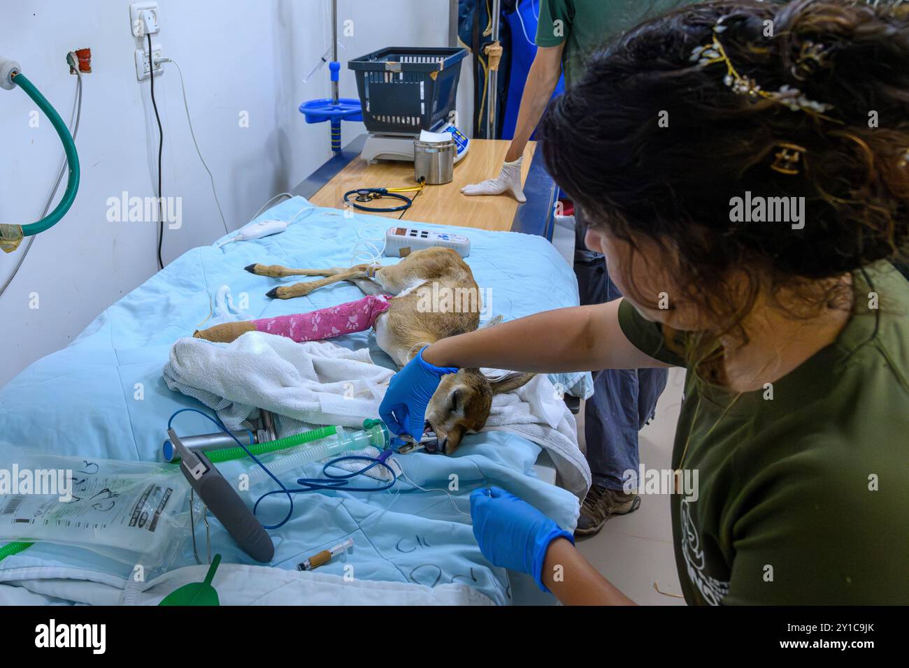 A Mountain Gazelle fawn (Gazella gazella), with a broken leg bone is ...