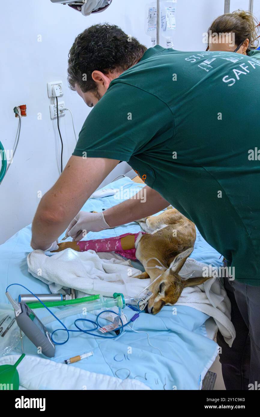 A Mountain Gazelle fawn (Gazella gazella), with a broken leg bone is ...