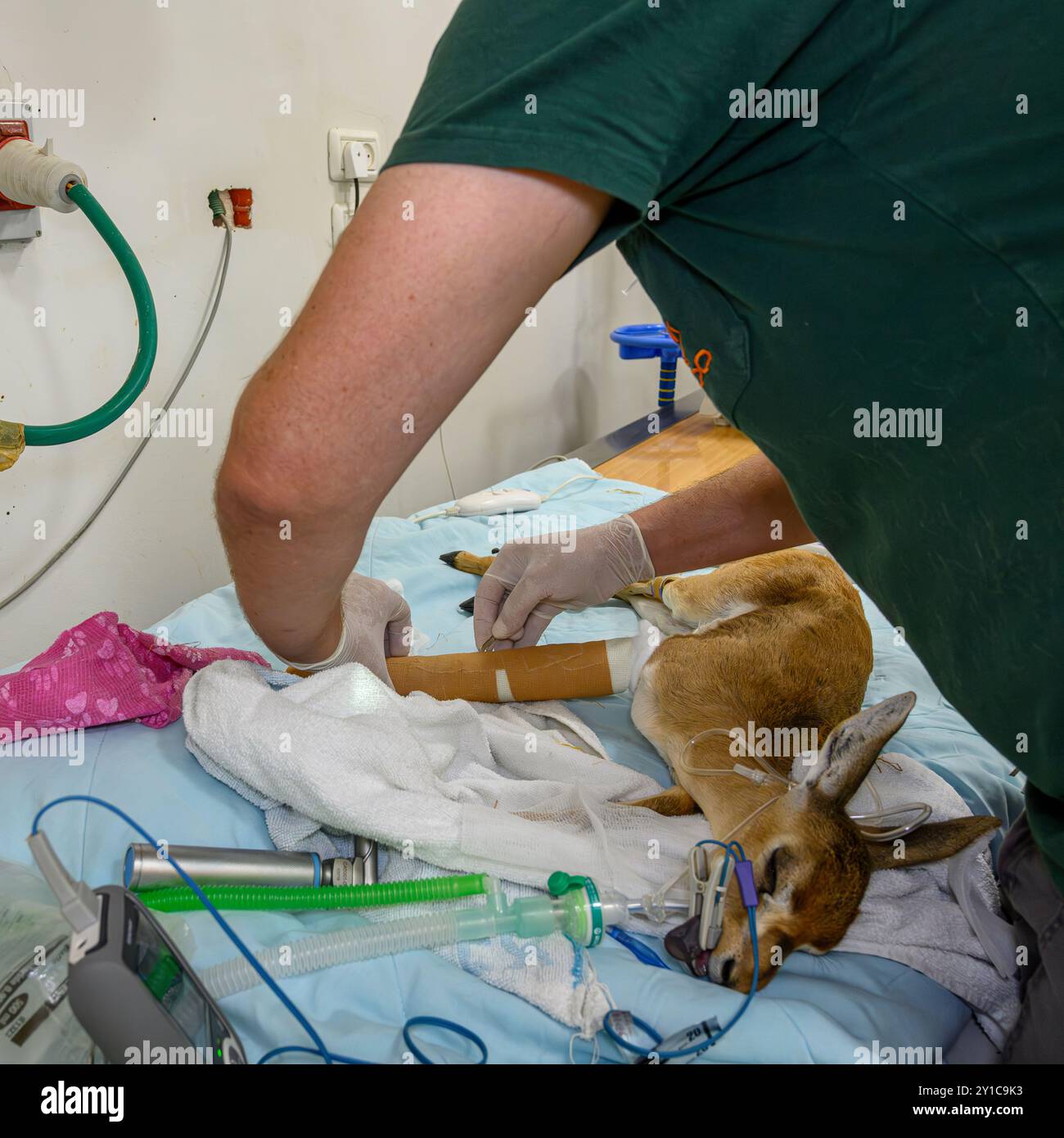 A Mountain Gazelle fawn (Gazella gazella), with a broken leg bone is ...
