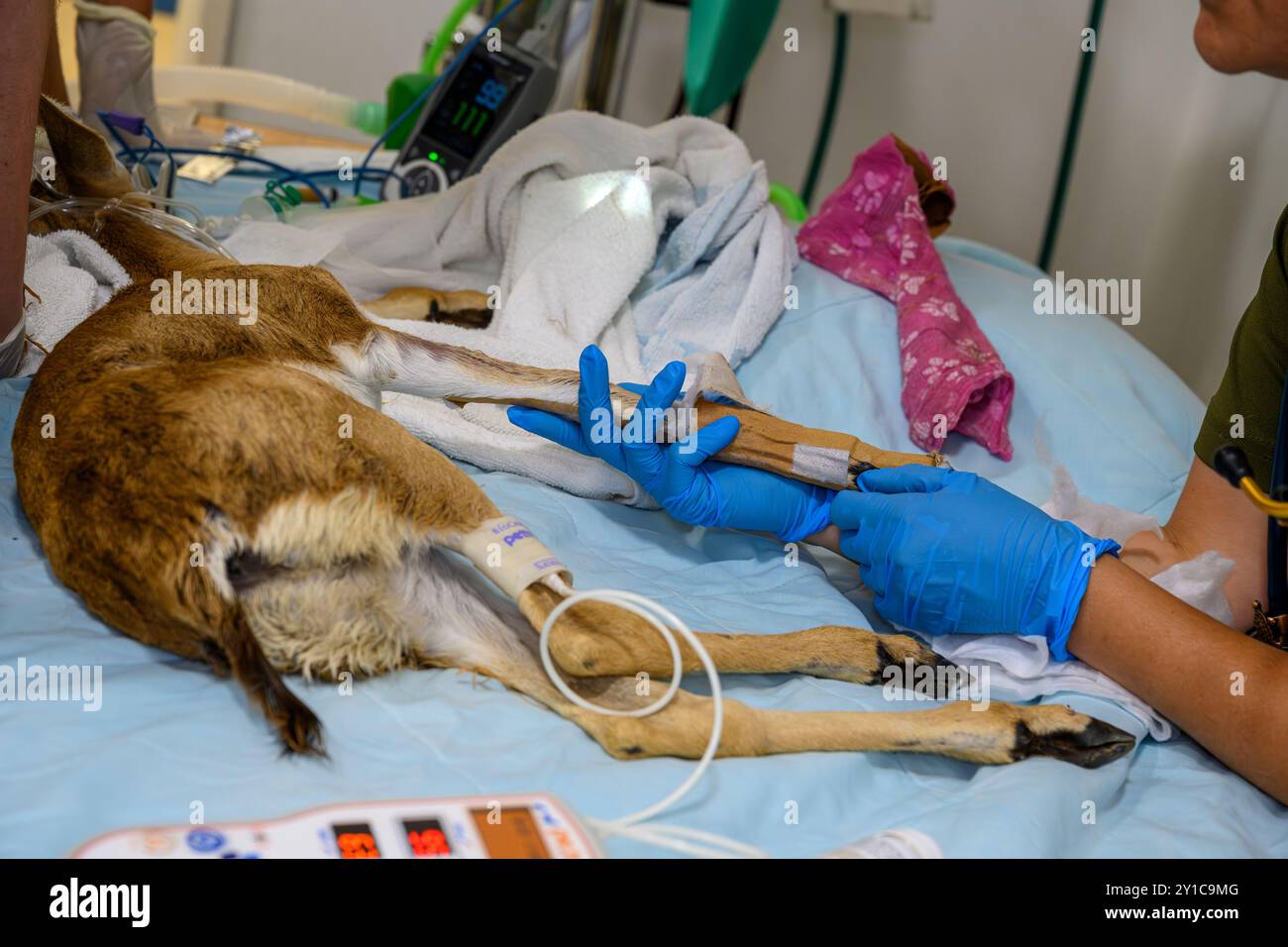 A Mountain Gazelle fawn (Gazella gazella), with a broken leg bone is ...