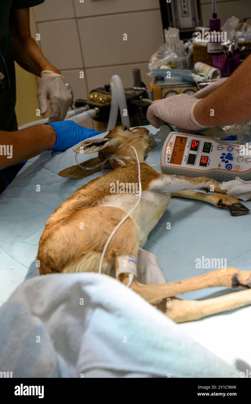 A Mountain Gazelle fawn (Gazella gazella), with a broken leg bone is ...