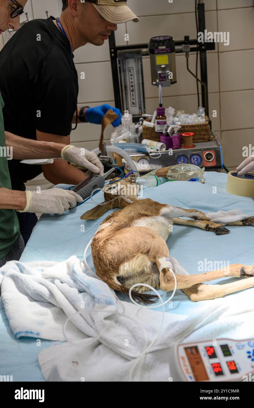 A Mountain Gazelle fawn (Gazella gazella), with a broken leg bone is ...