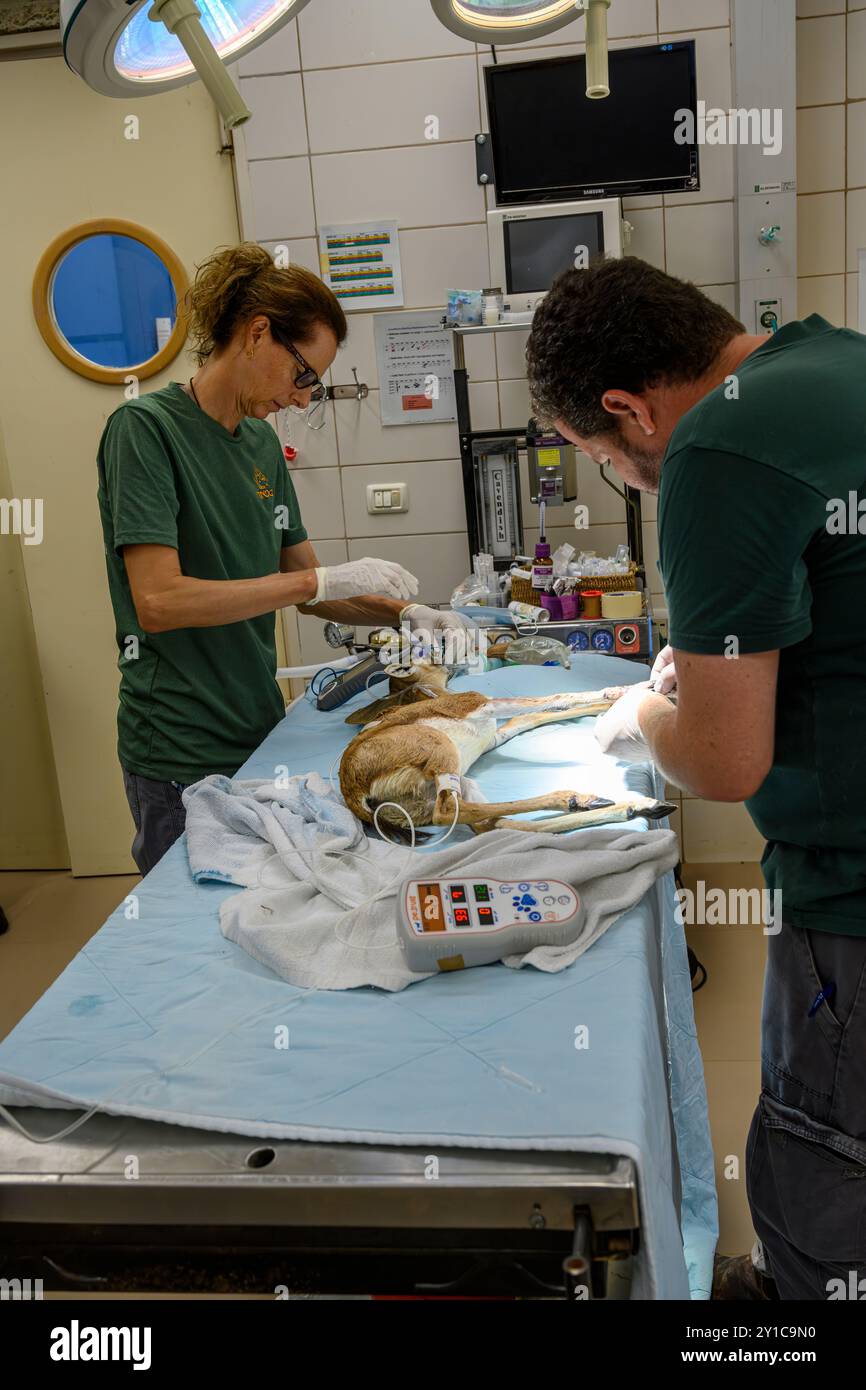 A Mountain Gazelle fawn (Gazella gazella), with a broken leg bone is ...