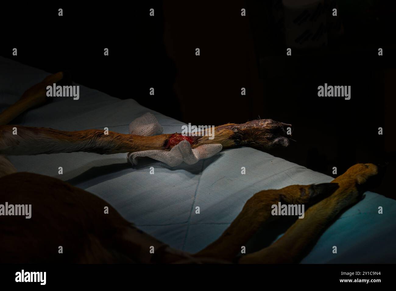 A Mountain Gazelle fawn (Gazella gazella), with a broken leg bone is ...