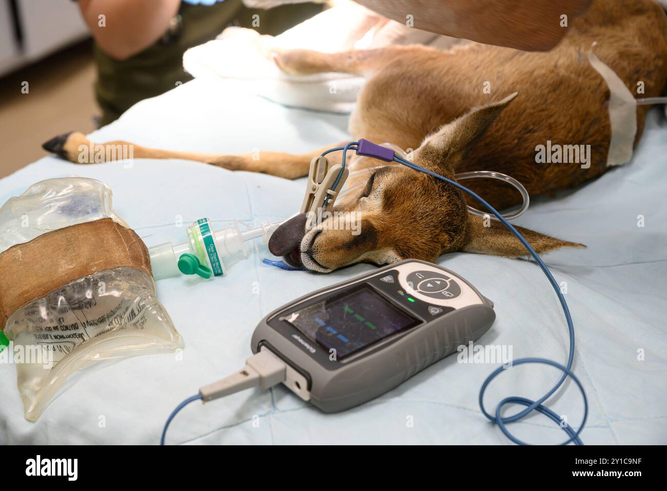 A Mountain Gazelle fawn (Gazella gazella), with a broken leg bone is ...