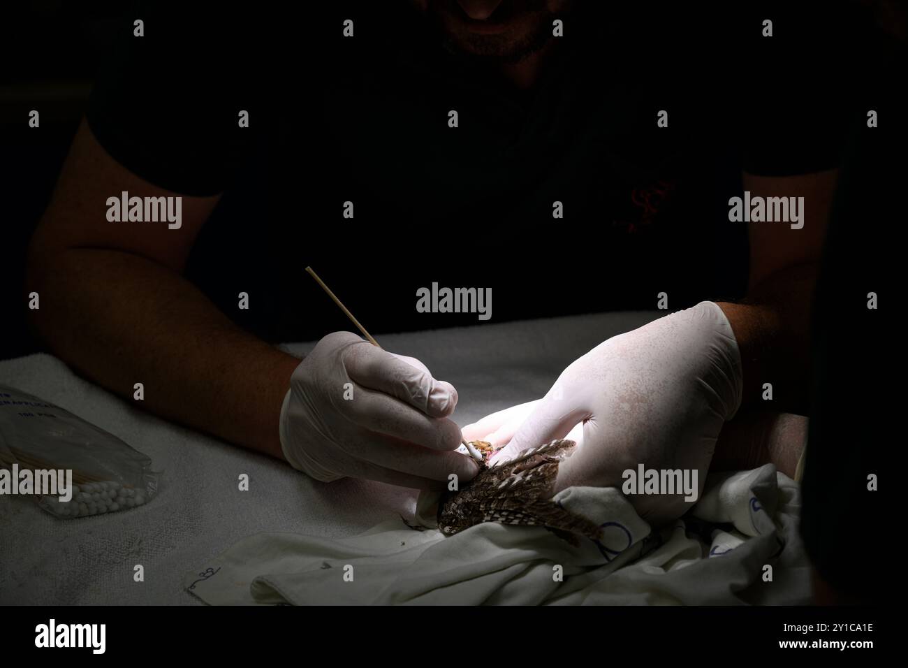 Medical veterinary staff is examining an recently admitted injured ...