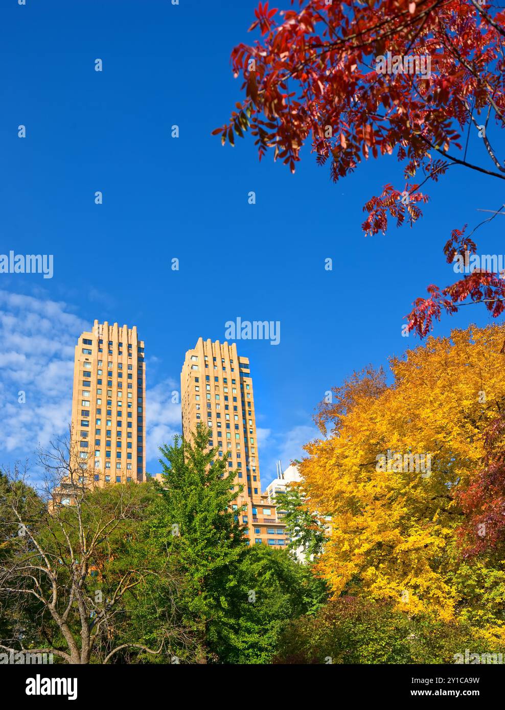 Park, buildings and trees in New York for nature, landscape and natural ...