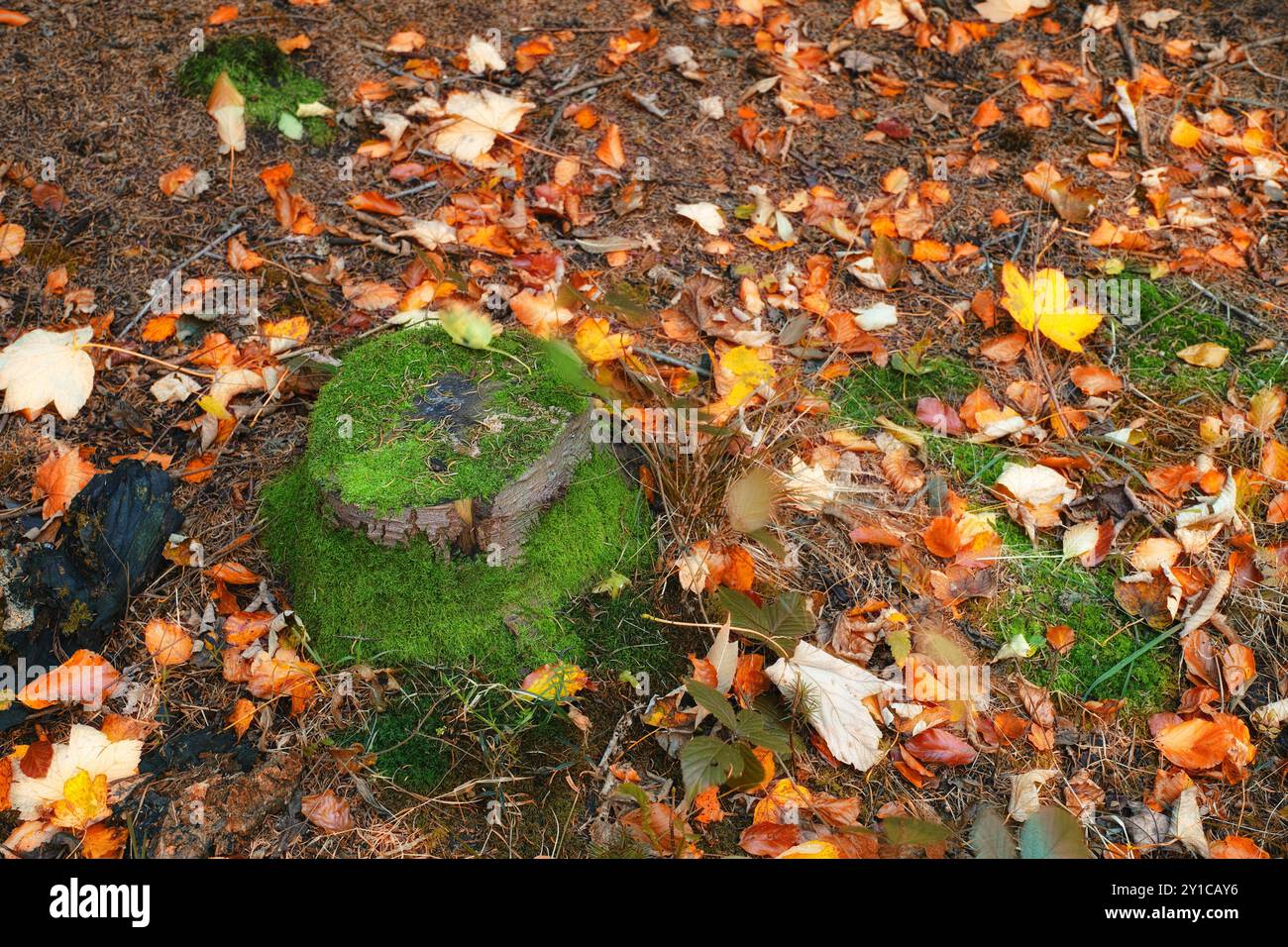 Nature, leaves and forest floor with tree stump, moss and autumn ...