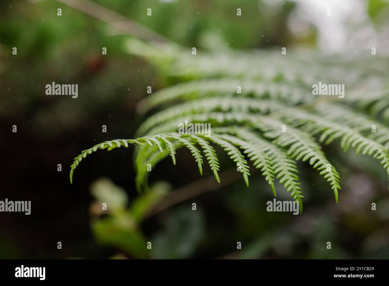Delicate fern leaf in soft focus with blurred green background Stock ...