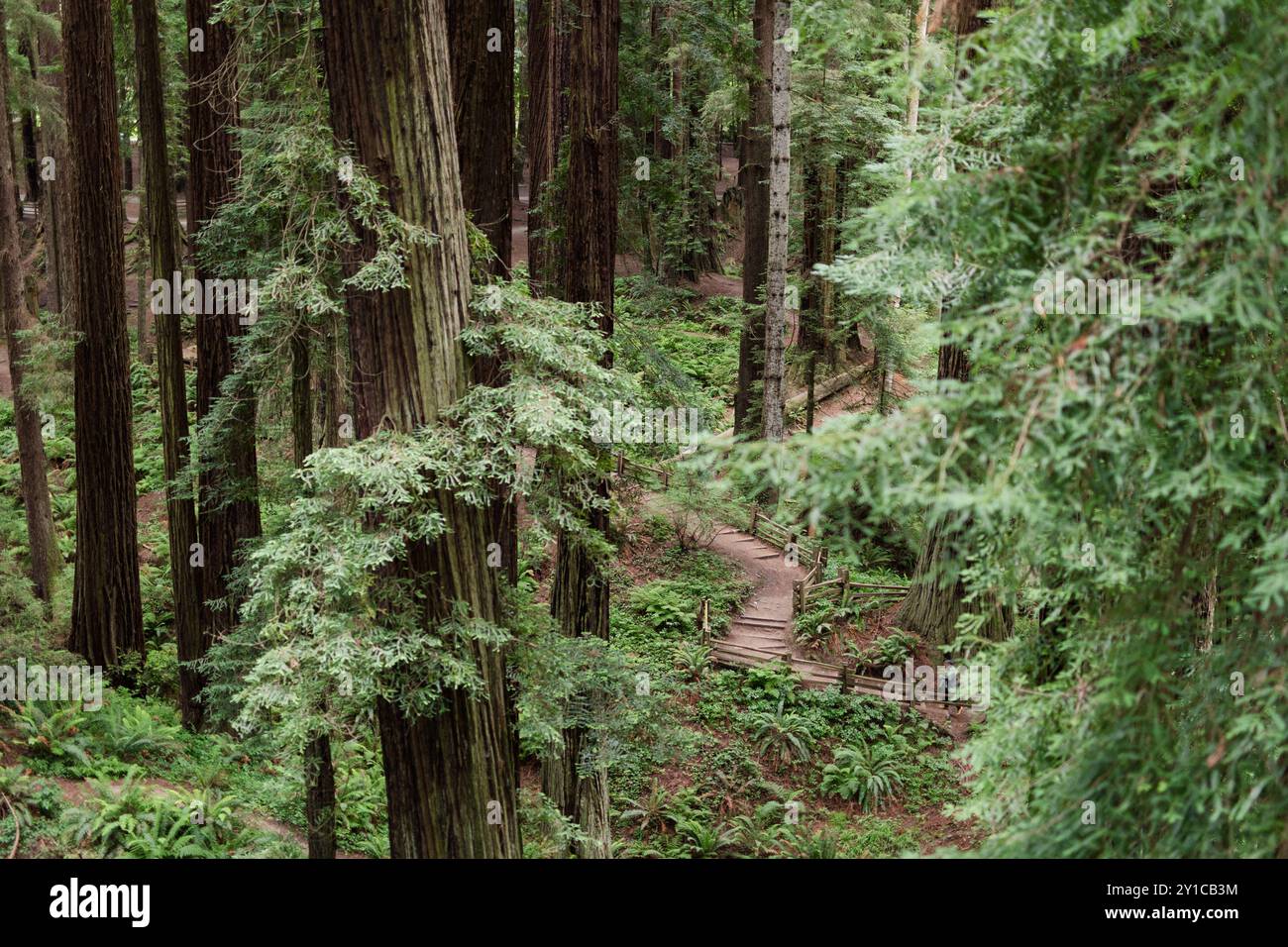 Towering redwoods in a lush forest with a winding, shaded path below ...
