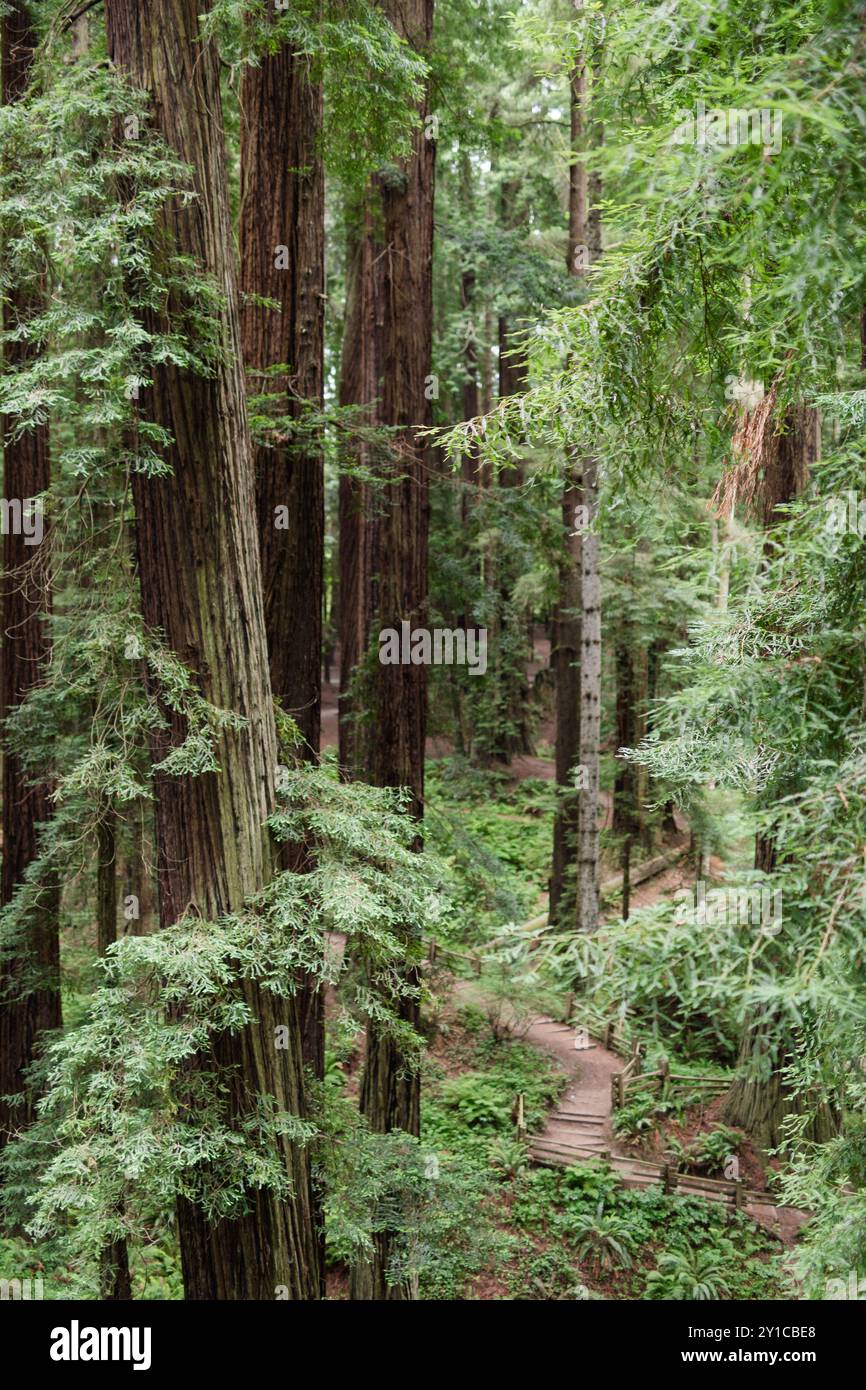 Dense forest of towering redwood trees with a winding path below Stock ...