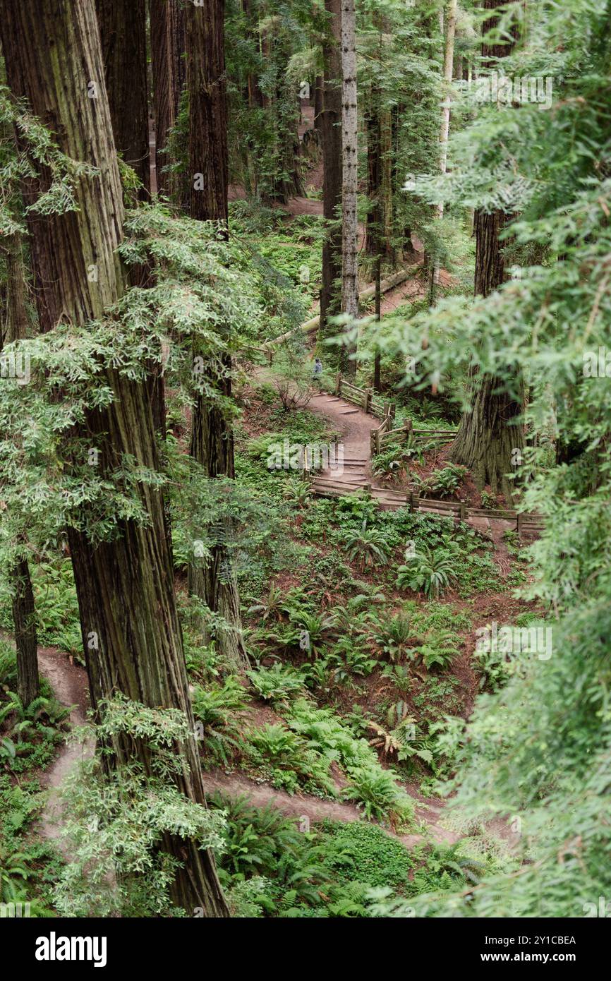 Quiet narrow forest path hi-res stock photography and images - Alamy