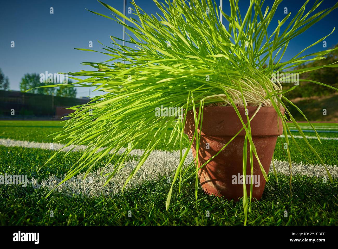 Cultivated grass in contrast with Astro Turf Stock Photo - Alamy