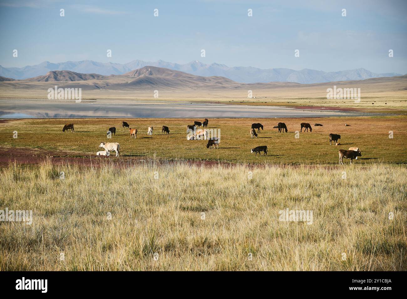 Pasture with grazing cattle by a lake Stock Photo - Alamy