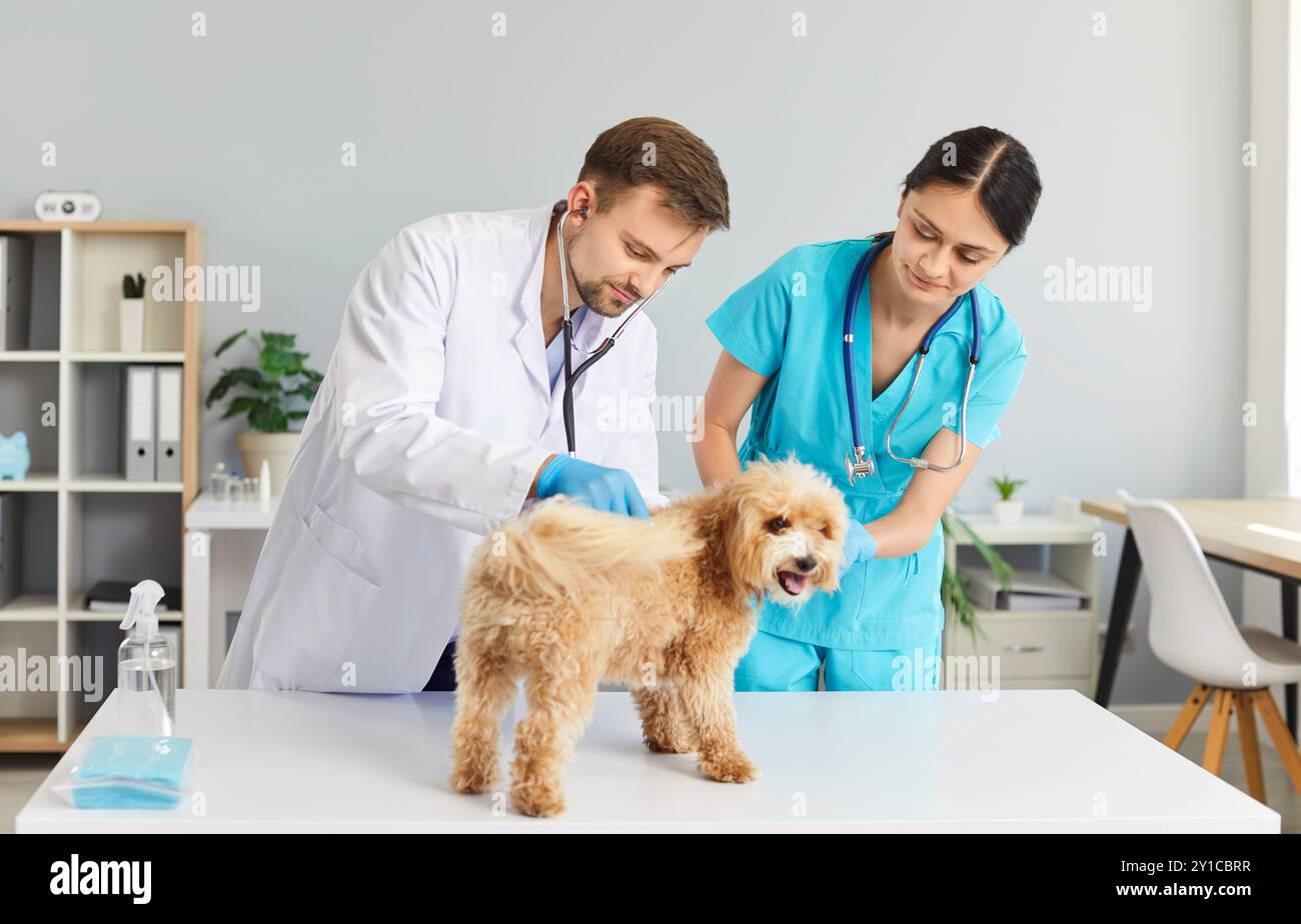 Careful veterinarian examining dog with stethoscope while nurse holding ...