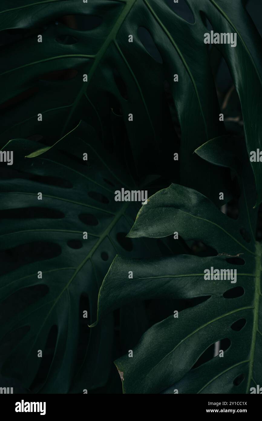Dark tropical green monstera hi-res stock photography and images - Alamy