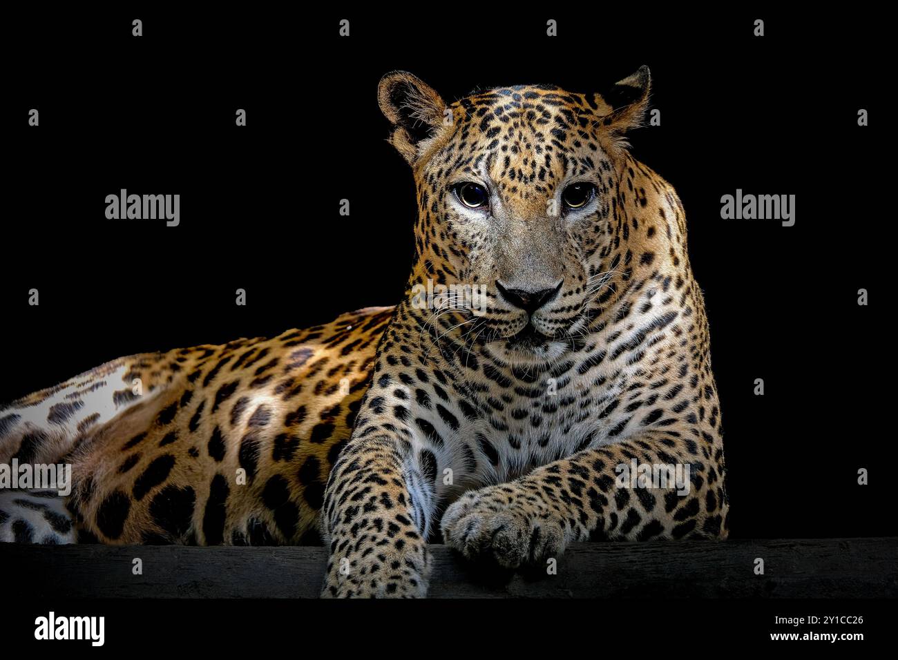 African leopard face hi-res stock photography and images - Alamy