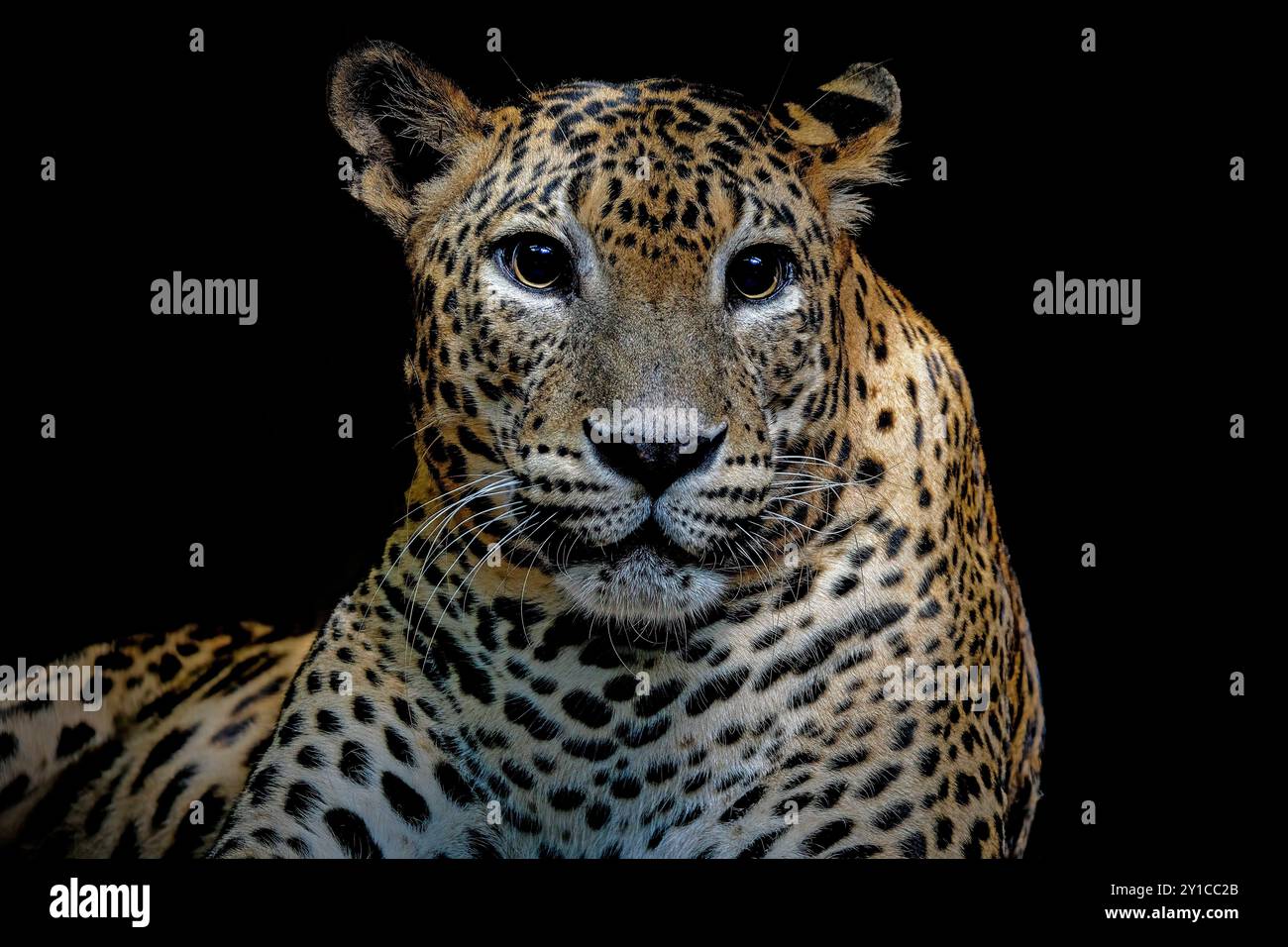 African leopard face hi-res stock photography and images - Alamy
