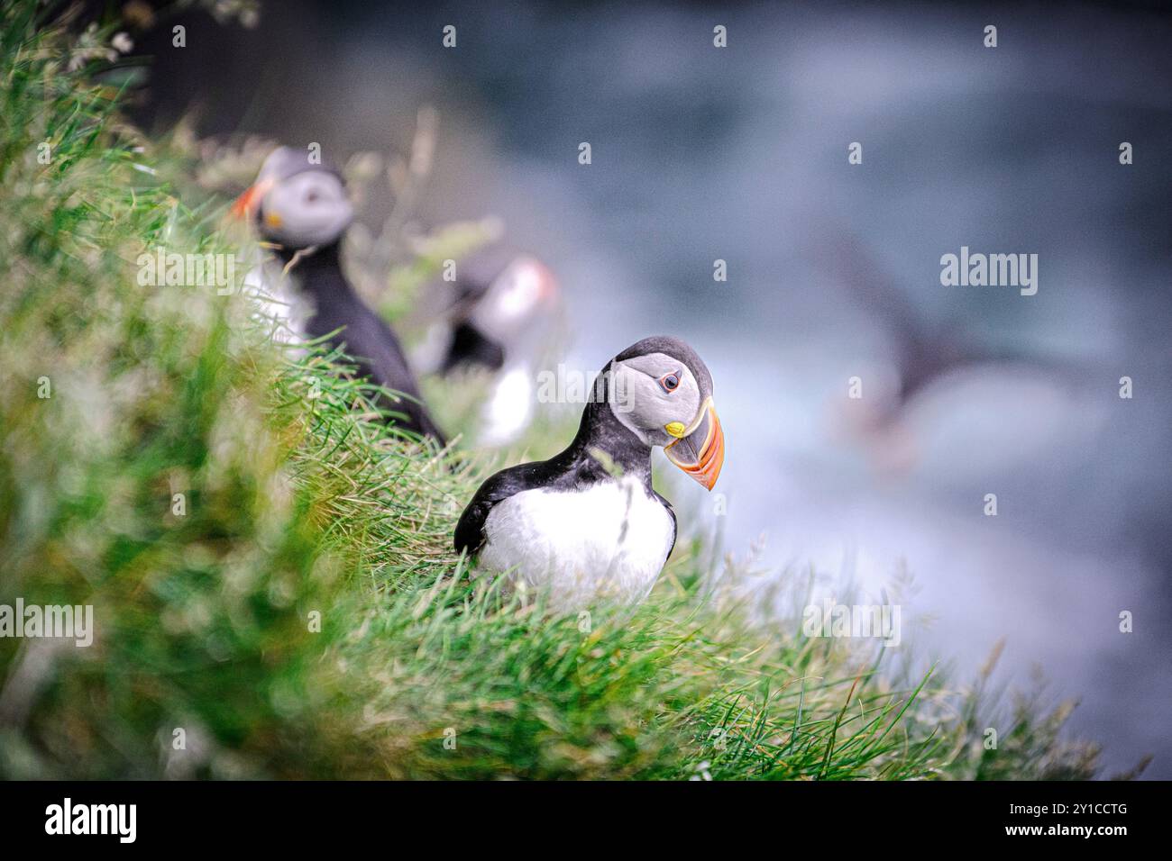 Atlantic puffins ready to fly, Faroe Islands Stock Photo - Alamy