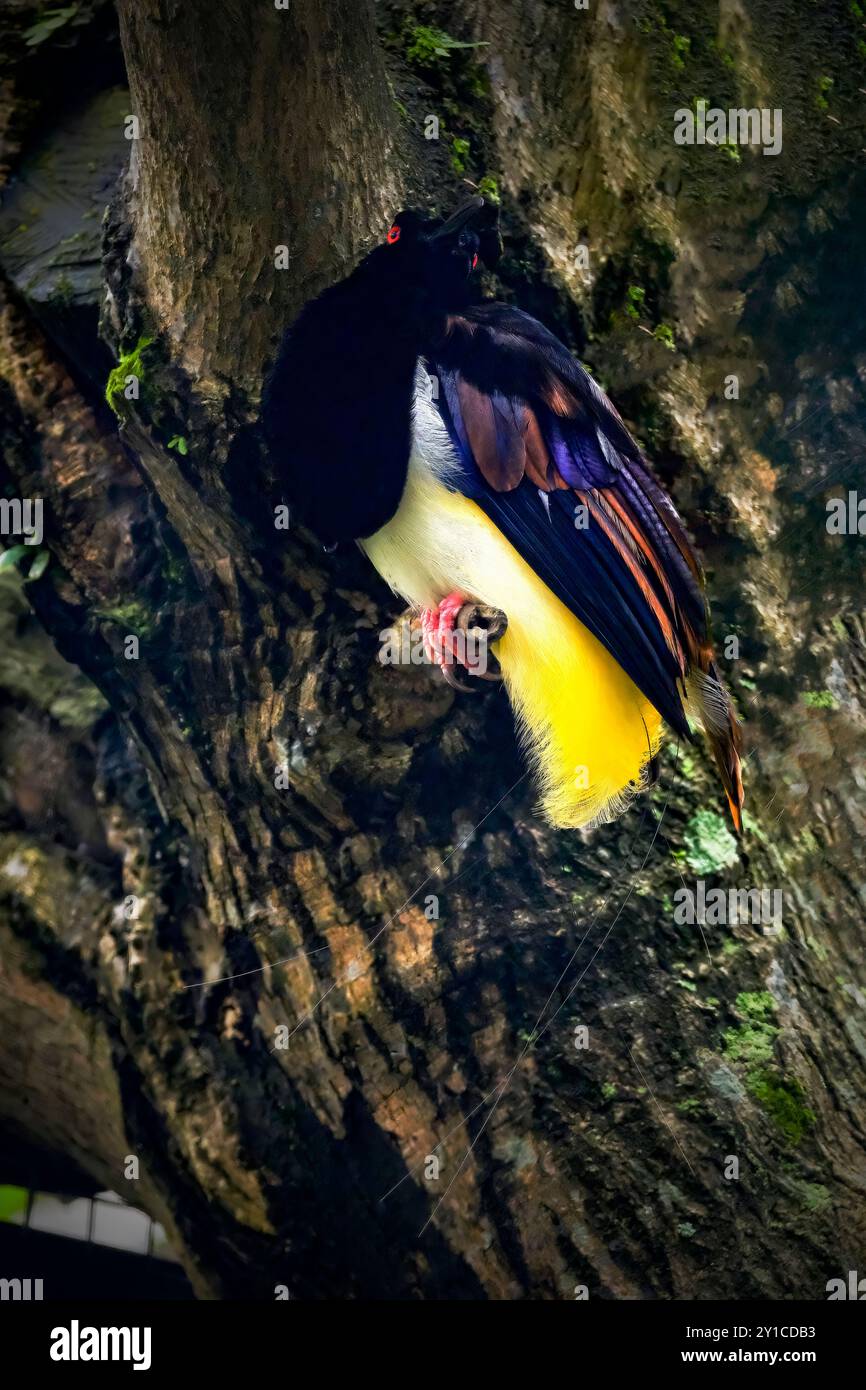 Twelve wired bird of paradise Seleucidis melanoleucus Stock Photo - Alamy