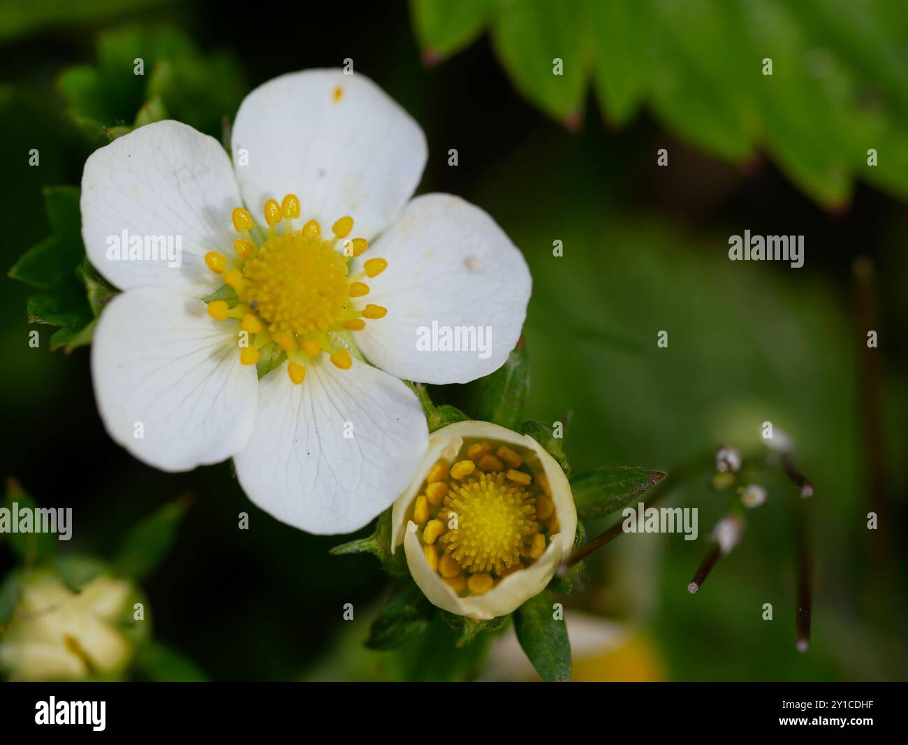 Strawbeery Flower Open and Closed for Pollination Stock Photo - Alamy