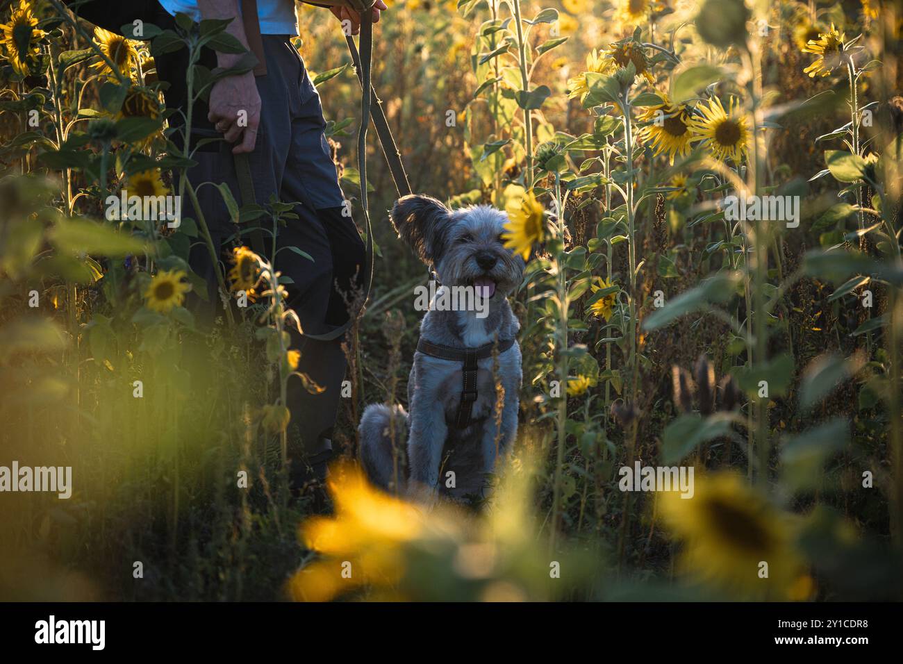 man with a dog in a field of sunflowers Stock Photo - Alamy