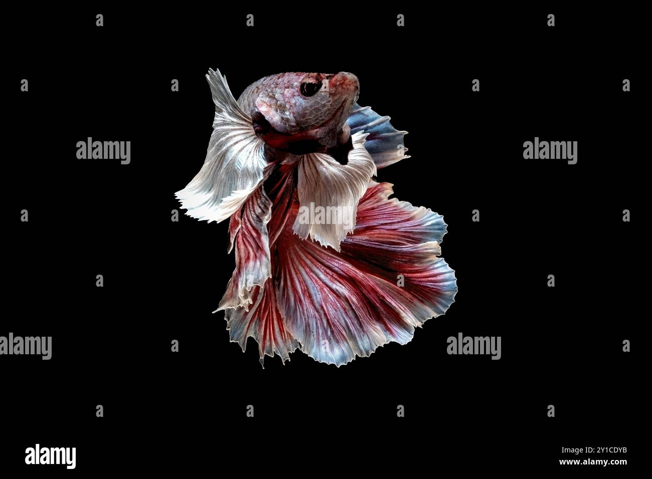 betta fish half mood dumbo ear Stock Photo - Alamy