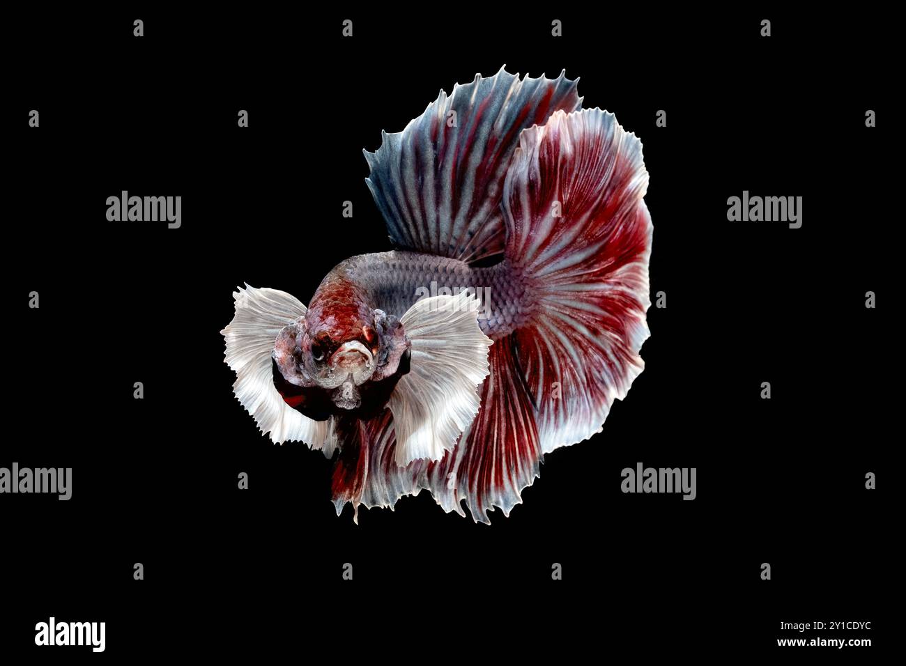 Big ear beta fish hi-res stock photography and images - Alamy