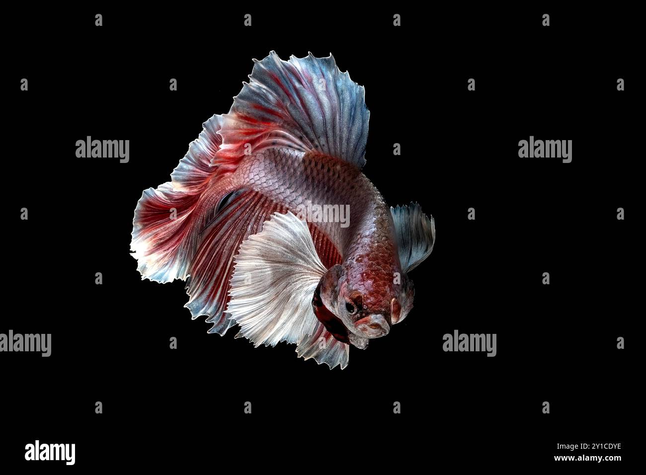 betta fish half mood dumbo ear Stock Photo - Alamy