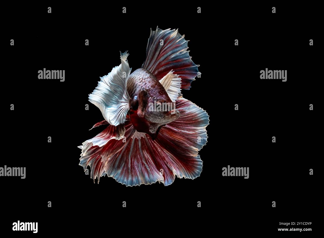 betta fish half mood dumbo ear Stock Photo - Alamy