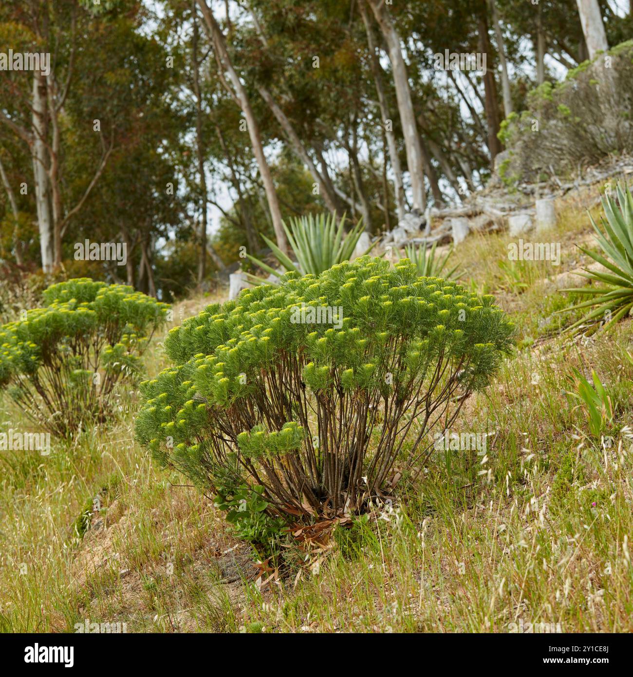 Field, environment and landscape with bush in nature for ecology ...
