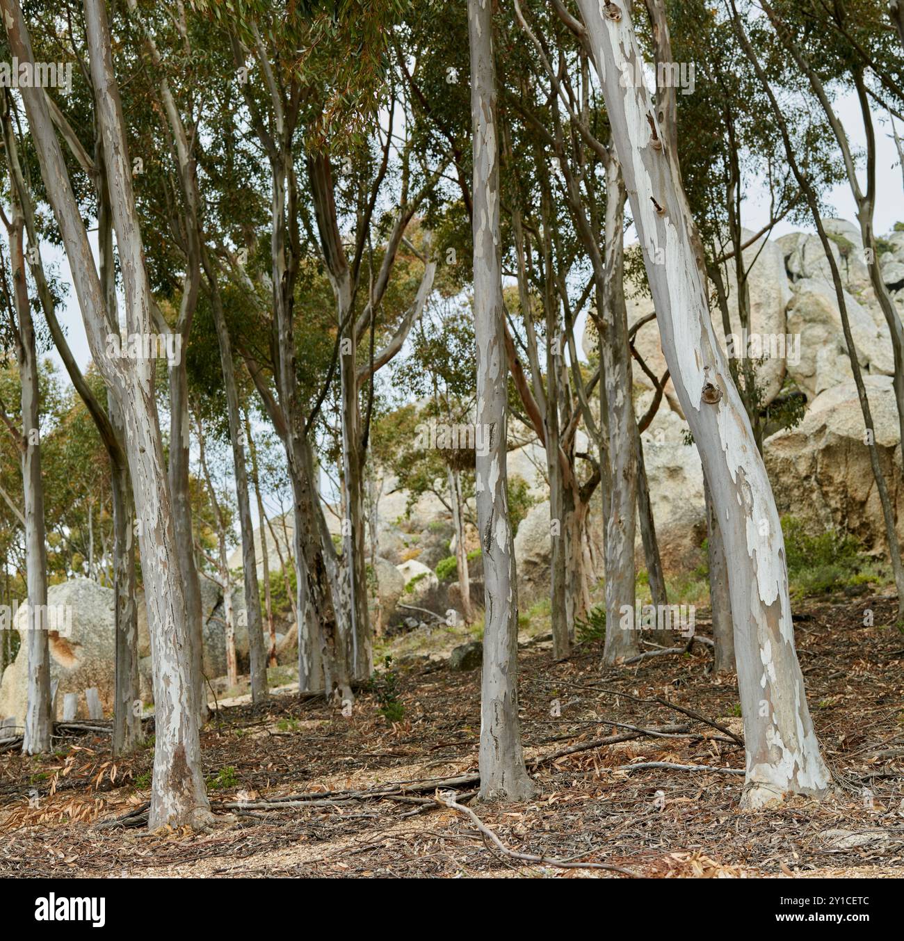 Field, environment and landscape with trees in nature for ecology ...