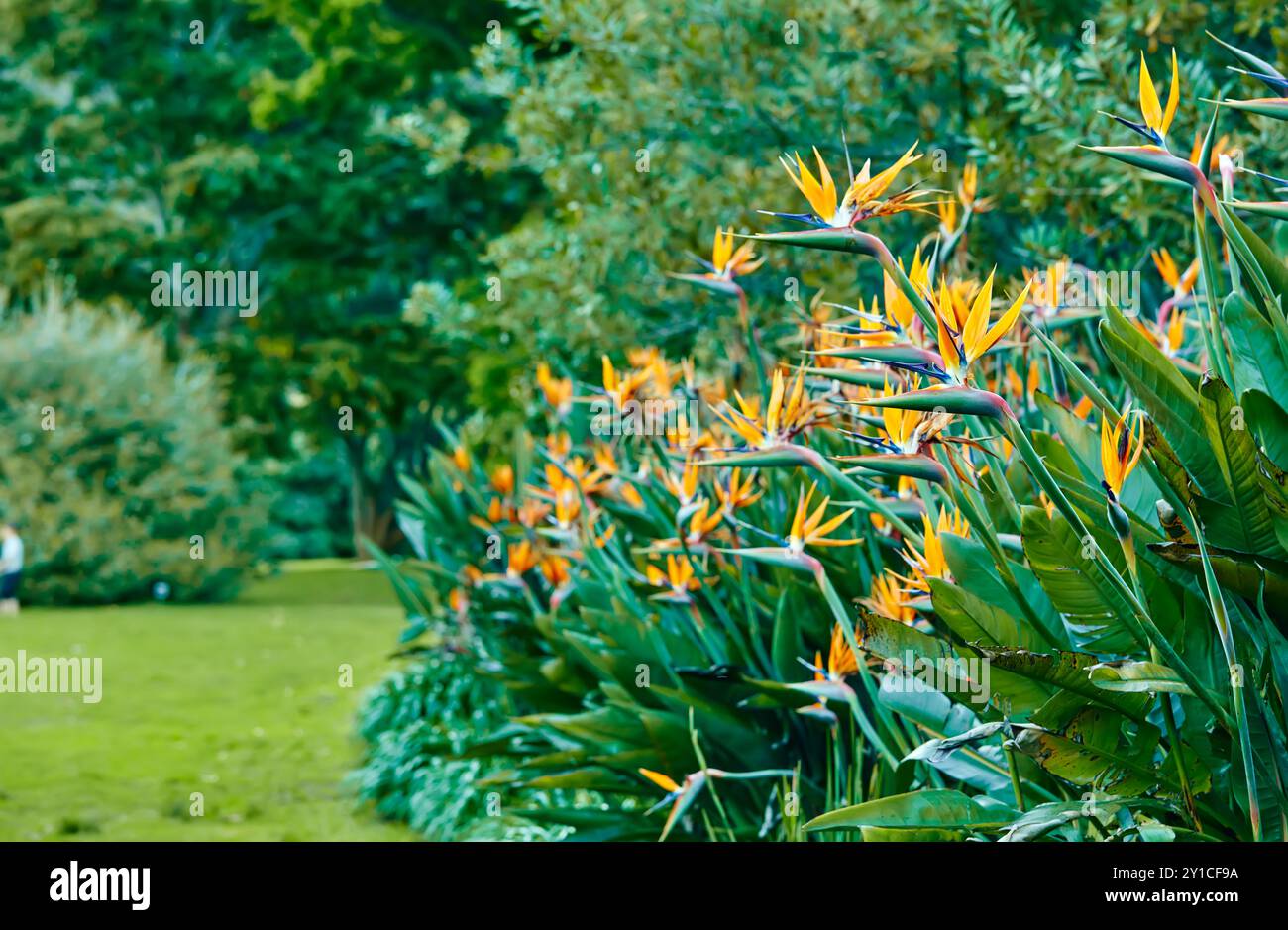 Park, environment and crane flowers with plants in nature for ecology ...