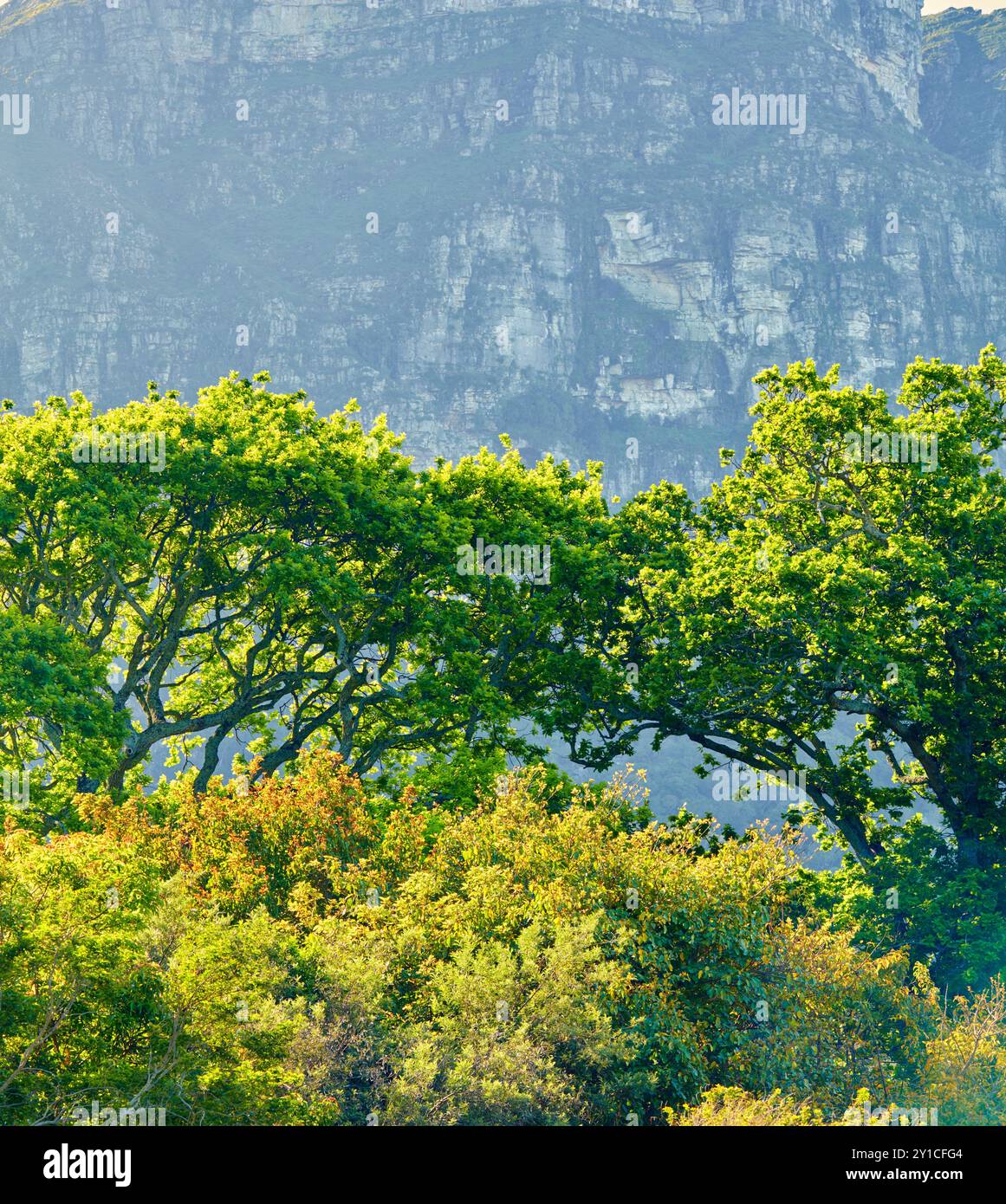 Mountain, environment and landscape with plants in nature for ecology ...