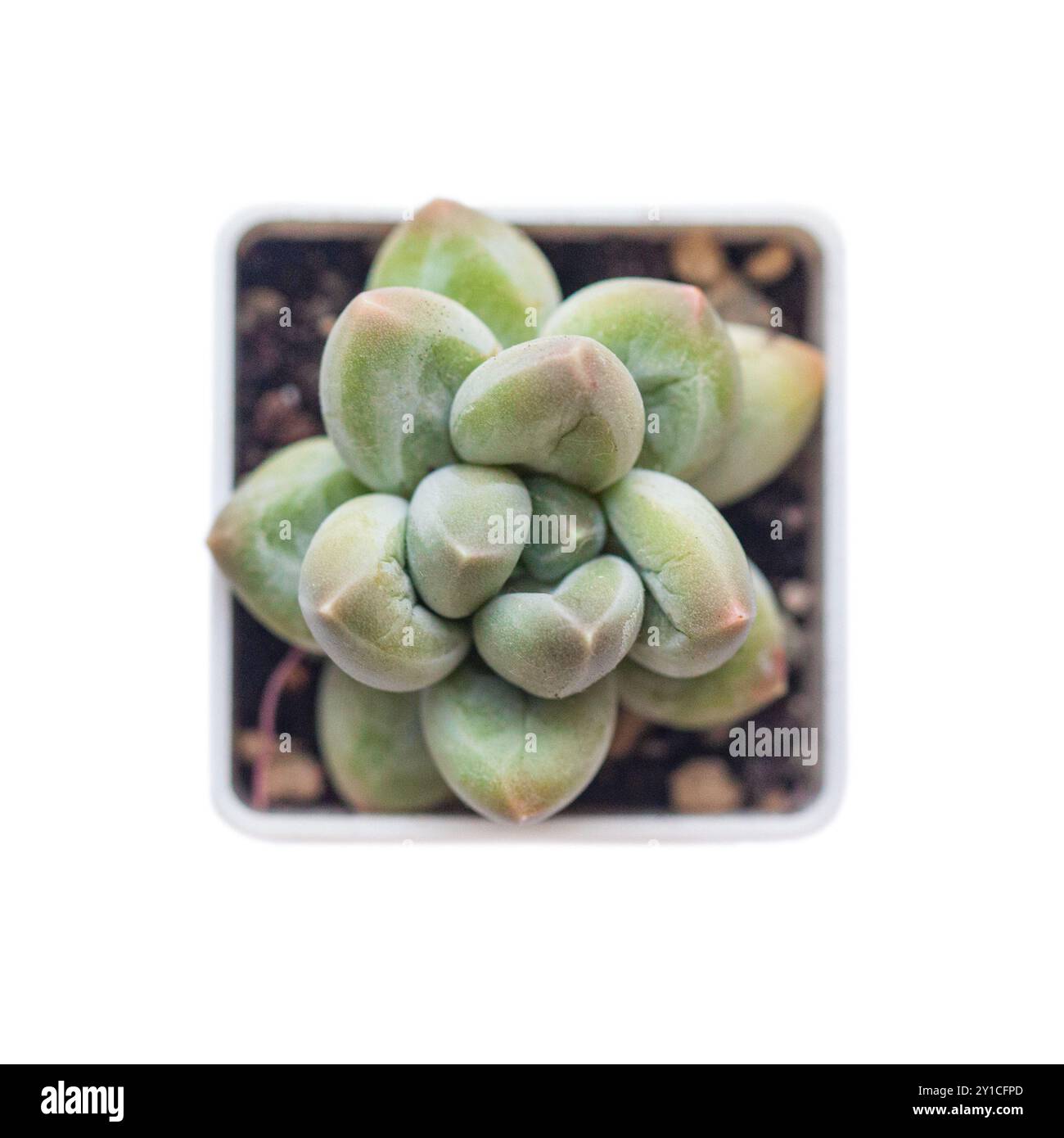 Rosette of Pachyphytum Compactum Sky Beauty succulent Stock Photo - Alamy