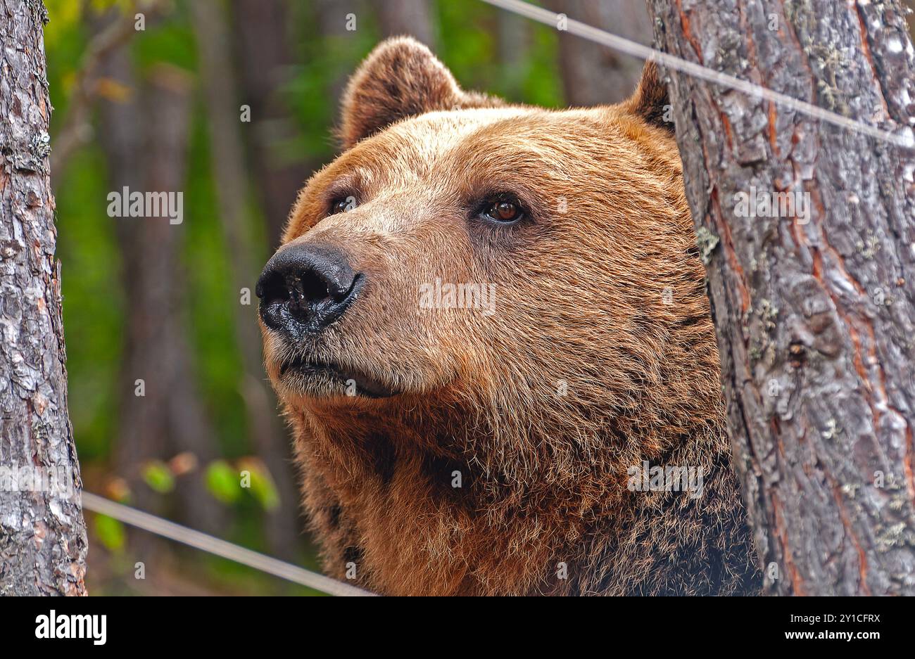 Four paws bear sanctuary hi-res stock photography and images - Alamy
