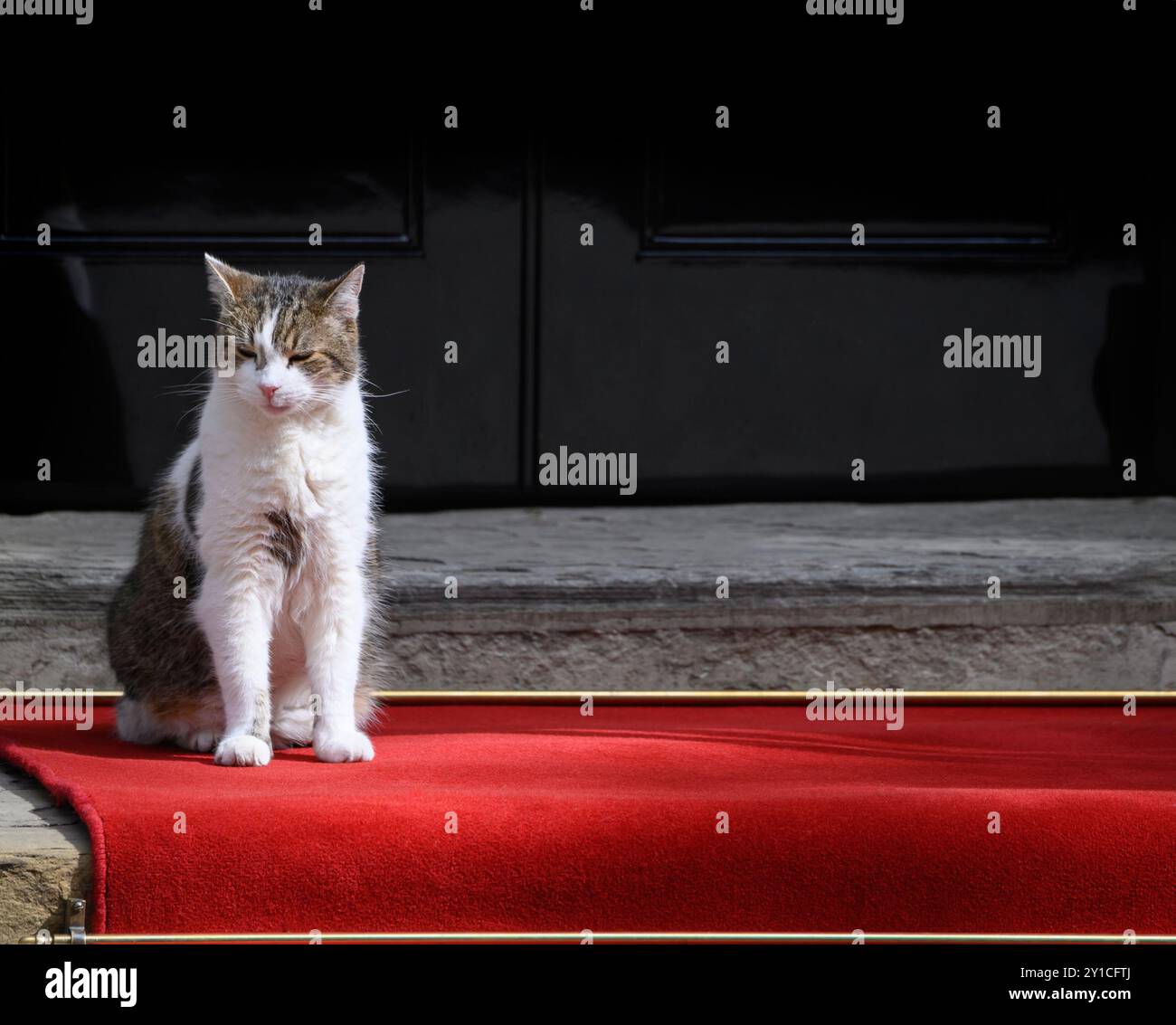 Larry the Cat - Chief Mouser to the Cabinet Office since 2011 - in ...